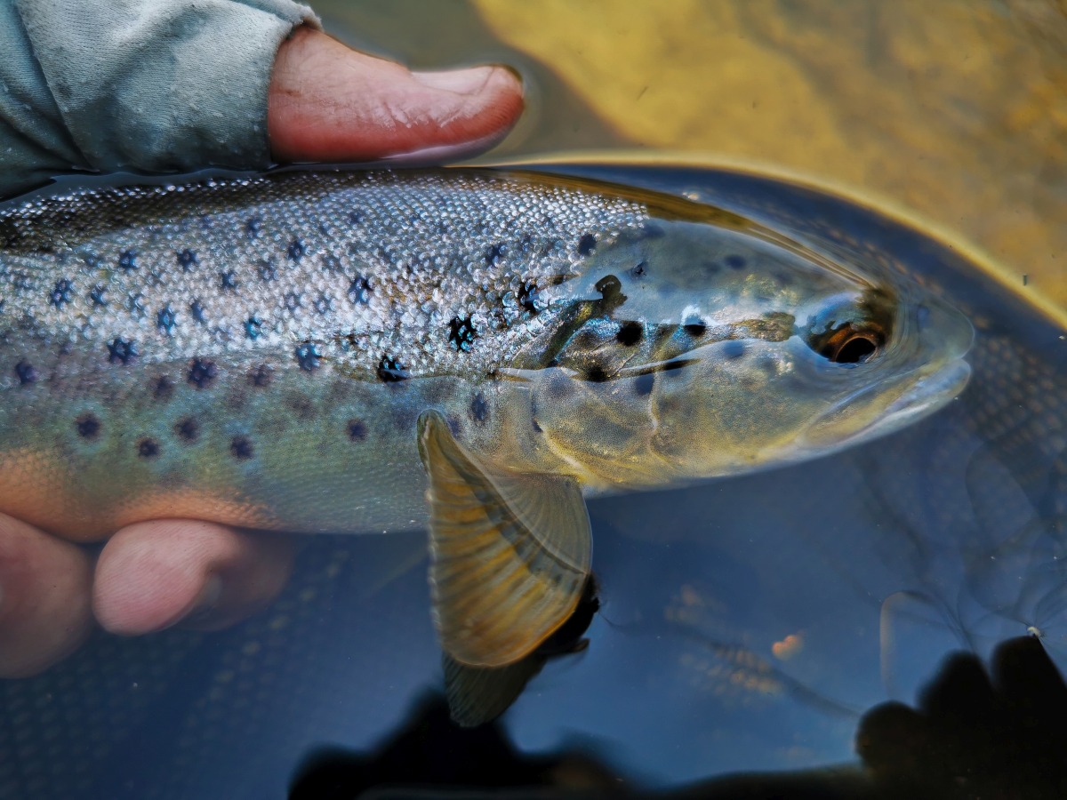 Milling around on the Bhungane Beat - Truttablog